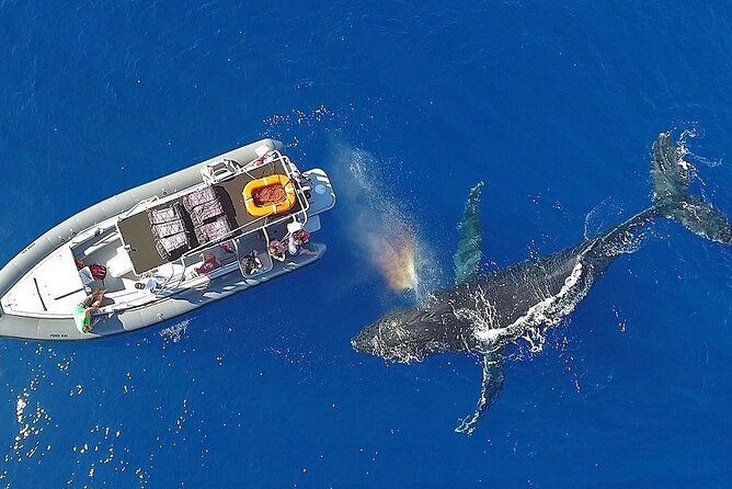 12 Passenger Kaanapali Beach Whale Watch tour. Onboard Whale Mic - Frequently Asked Questions (FAQs)
