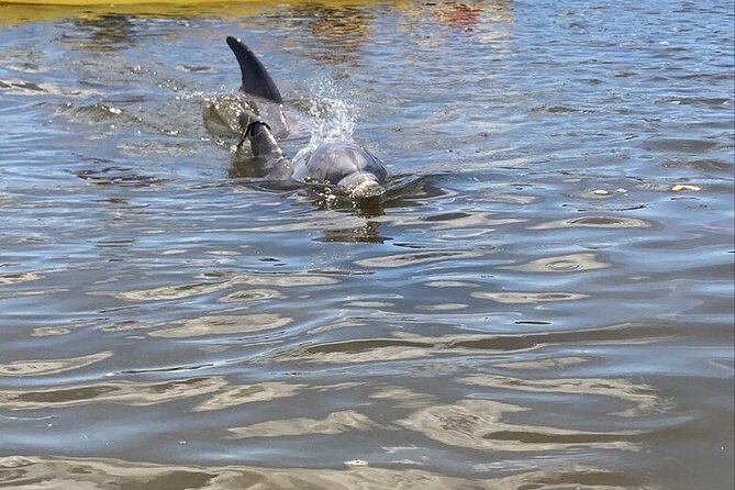 2.5 Hour Kayaking with Manatee and History Tour in Tarpon Springs - An Authentic Kayak Adventure with Manatees and History in Tarpon Springs