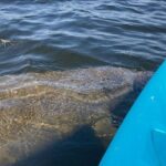 2.5 Hour Kayaking with Manatee and History Tour in Tarpon Springs - Exploring the Itinerary in Detail