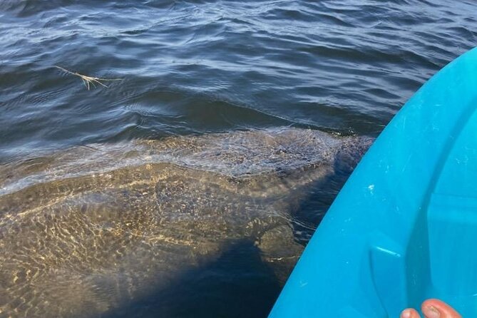 2.5 Hour Kayaking with Manatee and History Tour in Tarpon Springs - Exploring the Itinerary in Detail