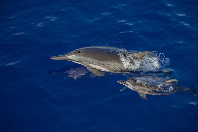 2.5-Hour Whale Watching On A 41' Super-Raft - FAQ