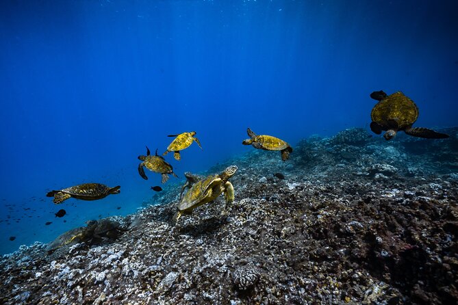 2.5 Hour Xpress Snorkel from Kaanapali Beach - Why This Tour Stands Out  