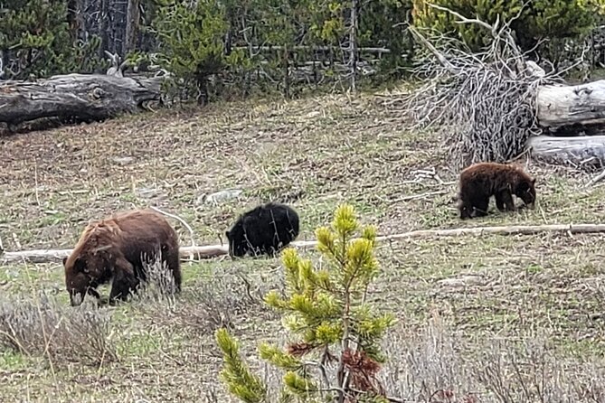 2 Day 1 Night Yellowstone with Expert Guide - First Impressions: Why We Think This Tour Works