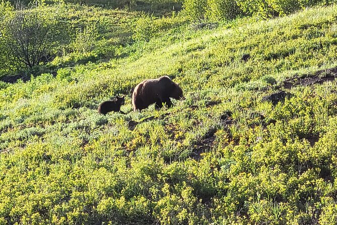 2 Day 1 Night Yellowstone with Expert Guide - Practical Details and Considerations