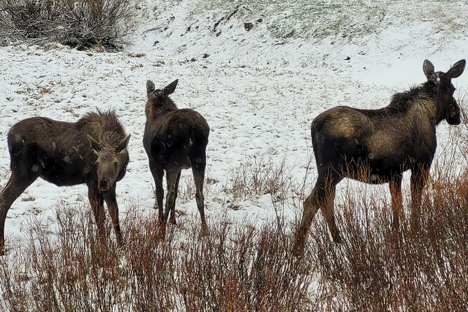 2 Day 1 Night Yellowstone with Expert Guide - FAQ