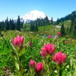 2 Day Mt Rainier All-Inclusive Small Group Tour - The Sum Up