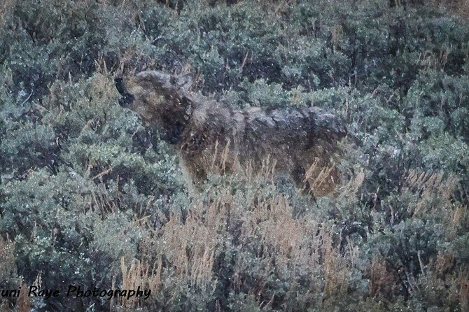 2-Day Private Tour in Yellowstone(Lower and Upper Loops w Iconic Sites) w Lunch - The Detailed Experience: What to Expect Day by Day