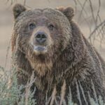 2-Day Private Tour in Yellowstone(Lower and Upper Loops w Iconic Sites) w Lunch - Why This Tour Offers Real Value