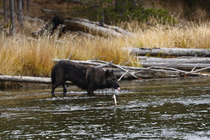 2-Day Private Tour in Yellowstone(Lower and Upper Loops w Iconic Sites) w Lunch - FAQ