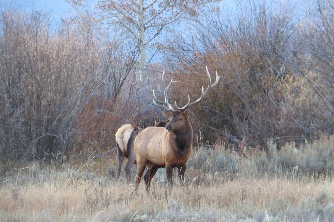 2-Day Private Tour of Yellowstone National Park Lower & Upper Loops - Key Points