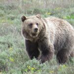 2-Day Private Tour of Yellowstone National Park Lower & Upper Loops - Practical Considerations and Tips