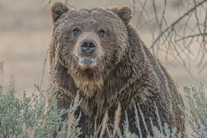 2-Day Private Yellowstone Tour(Lower and Upper Loops w Iconic Sites) w Lunch - Final Thoughts