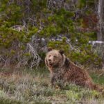 2-Day Yellowstone National Park Upper and Lower Loop Exploration - What Makes This Tour Stand Out?