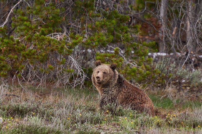 2-Day Yellowstone National Park Upper and Lower Loop Exploration - What Makes This Tour Stand Out?