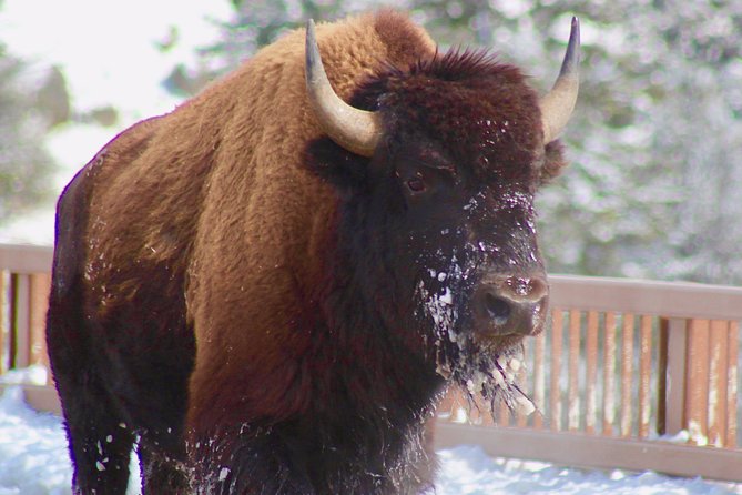 2-Day Yellowstone National Park Upper and Lower Loop Exploration - Considering the Price: Is It Worth It?
