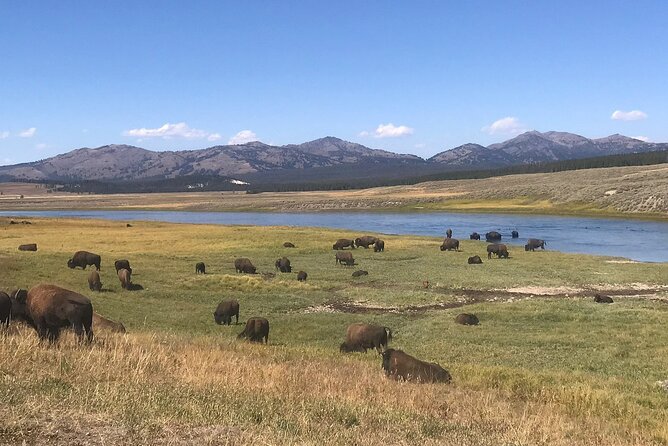 2-Day Yellowstone National Park Upper and Lower Loop Exploration - The Sum Up
