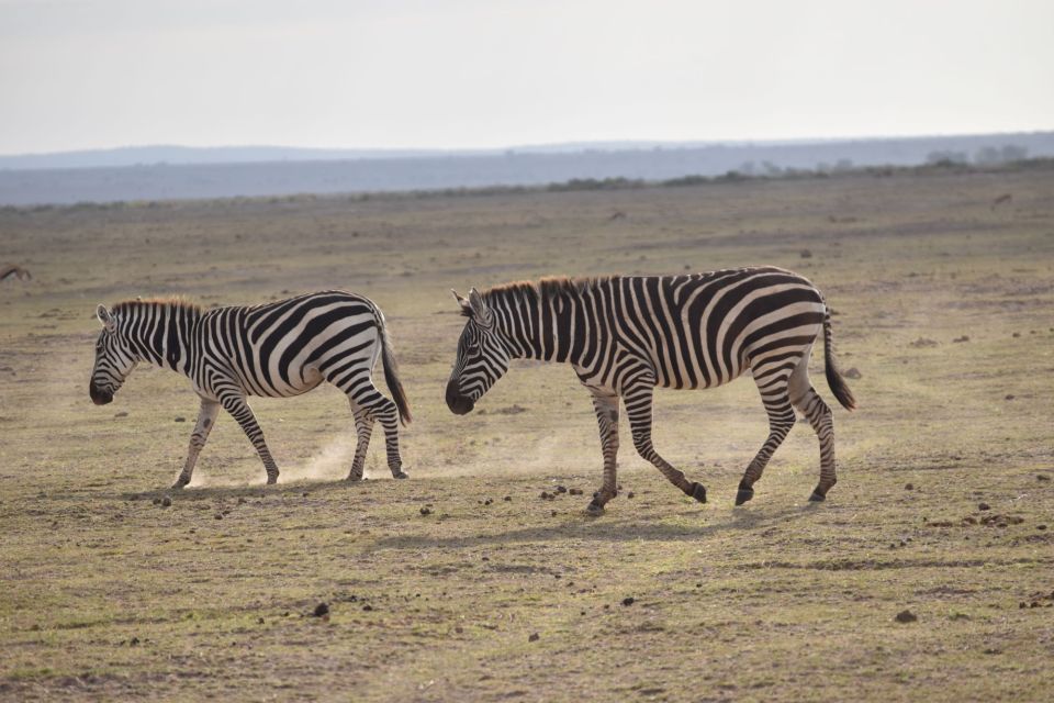 2 Days 1 Night Taita Hills - Introduction: What to Expect from the Taita Hills Safari