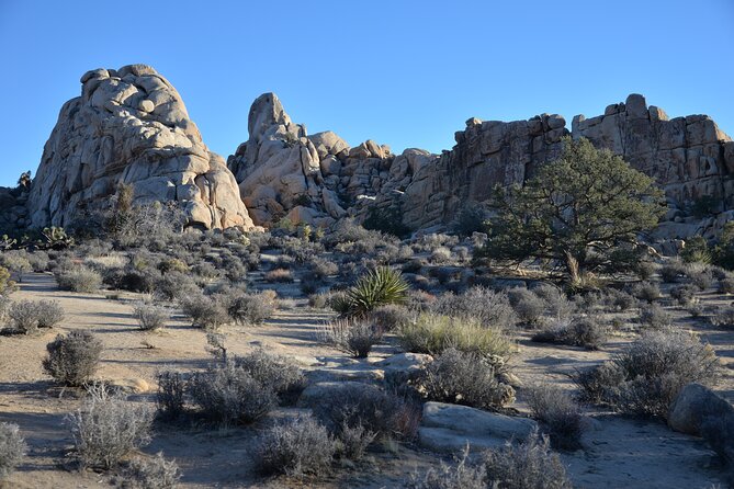 2-days Private Tour to Joshua Tree National Park from Los Angeles - Final Thoughts