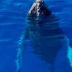2 Hour Afternoon Lahaina Whale Watch - Who Should Consider This Tour?