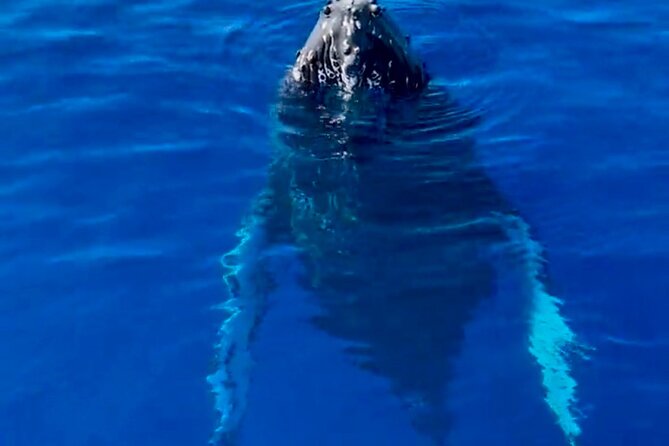 2 Hour Afternoon Lahaina Whale Watch - Who Should Consider This Tour?