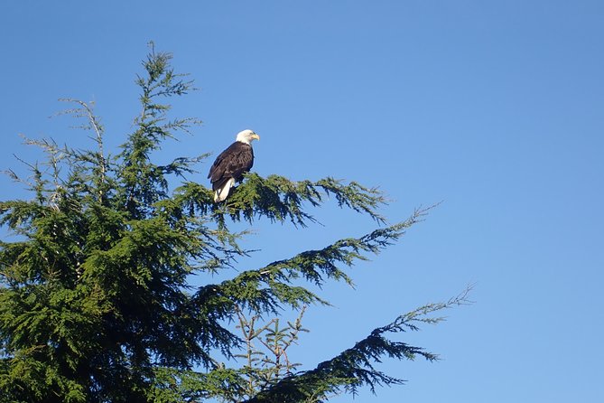 2 Hour Alaska Rainforest Walk and Totem Park Small Group Tour - Authentic Experiences and Honest Insights