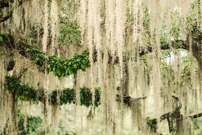 2-Hour Bonaventure Cemetery Walking Tour - The Sum Up
