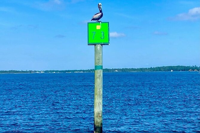 2-Hour Dolphin and Nature Eco Tour from Orange Beach - Authentic Insights from Reviewers