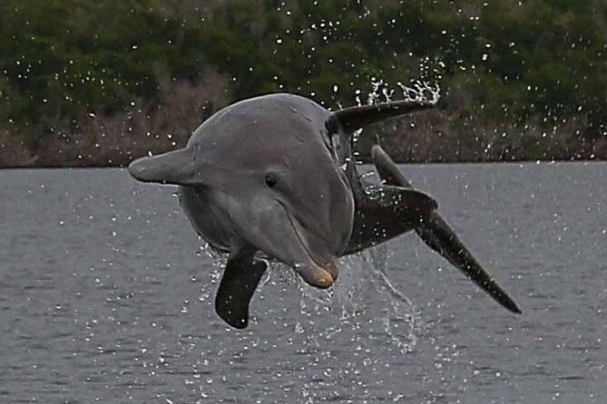 2 Hour Dolphin, Birding and Shelling Tour - Final Words