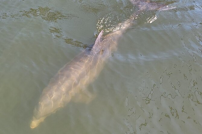 2 hour Dolphin Sightseeing Tour in Melbourne Florida - An In-Depth Look at the Experience