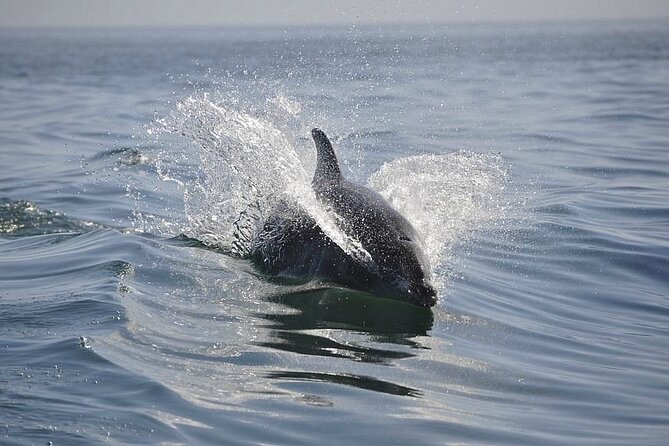 2 hour Dolphin Sightseeing Tour in Melbourne Florida - Final Thoughts