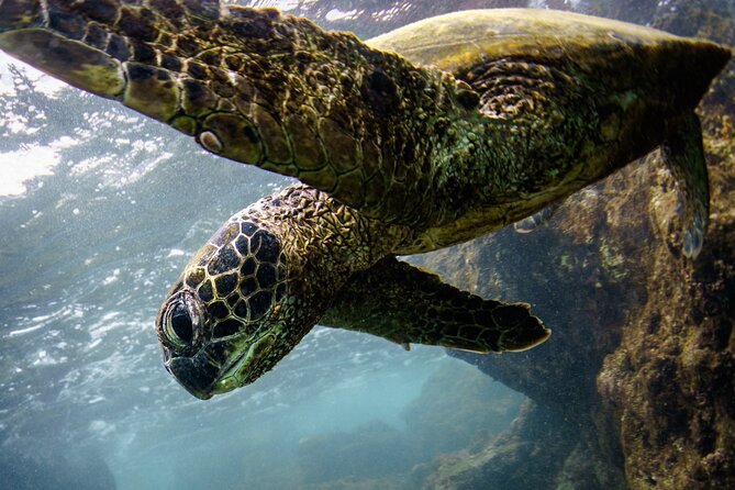 2-Hour Dolphin Watching and Double Reef with Snorkel in Hawaii - The Itinerary in Detail