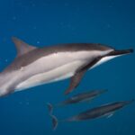 2-Hour Dolphin Watching and Double Reef with Snorkel in Hawaii - What to Expect on the Water