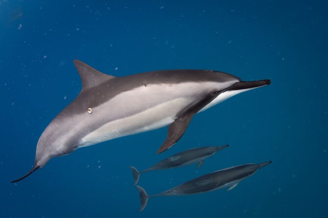2-Hour Dolphin Watching and Double Reef with Snorkel in Hawaii - What to Expect on the Water