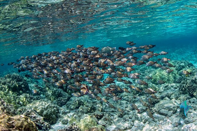 2-Hour Dolphin Watching and Double Reef with Snorkel in Hawaii - FAQ