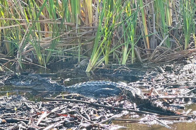 2 Hour Exclusive Everglades Airboat Safari - Final Thoughts: Is It Worth It?