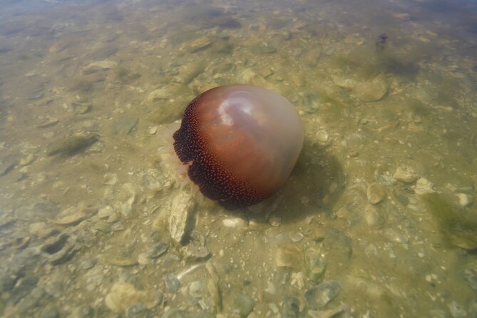 2-Hour Glass Bottom Guided Eco Tour in Flagler County-Small-group - A Close-Up Look at the 2-Hour Glass Bottom Guided Eco Tour in Flagler County