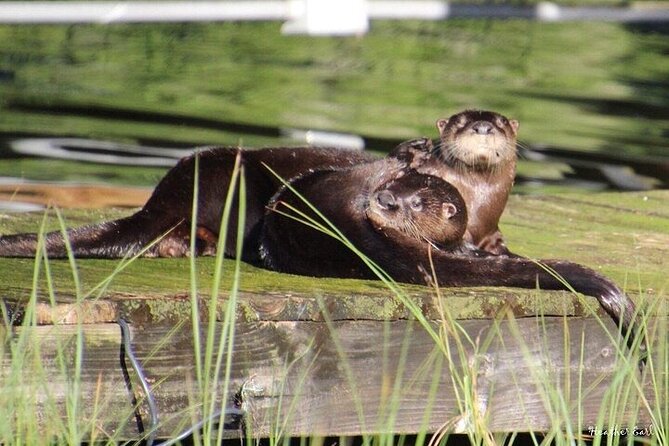 2 Hour Historical Wildlife Tour of the Chain of Lakes - An In-Depth Look at the Experience