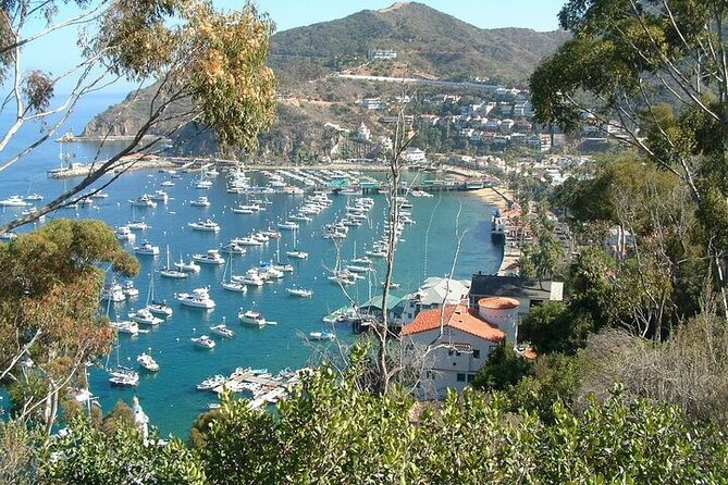 2 hour Inside Adventure Tour on Catalina Island - Authentic Feedback from Guests