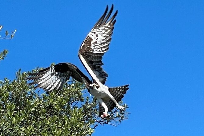 2- Hour Jungle Tour at Prehistoric Preserve Site in Fort Pierce - A Deep Dive into the Experience