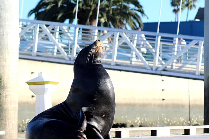 2-Hour Kayak or Paddleboard with Sea Lions in Marina del Rey - Practical Details and Tips