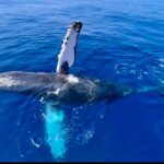2 hour Lahaina Sunrise Whale Watch - Who Should Book This Tour?