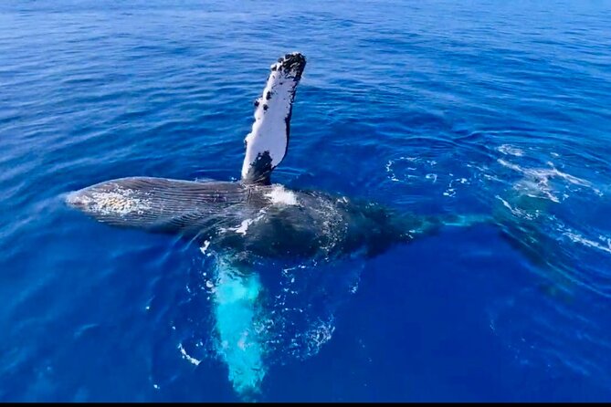 2 hour Lahaina Sunrise Whale Watch - Who Should Book This Tour?