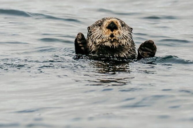 2-Hour Marine Wildlife Tour in Sitka - The Sum Up: Who Is This Wildlife Tour Best For?