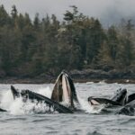 2-Hour Marine Wildlife Tour in Sitka - FAQ