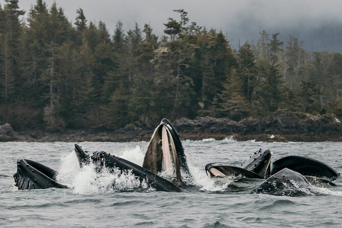 2-Hour Marine Wildlife Tour in Sitka - FAQ