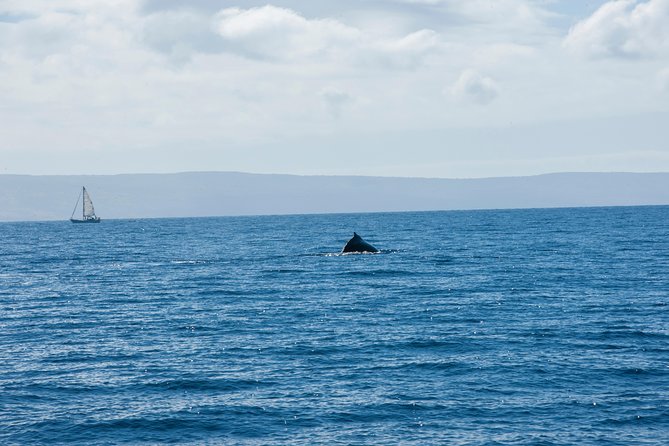 2-Hour Oahu Whale Watch from Ala Wai Harbor, Waikiki - Key Points