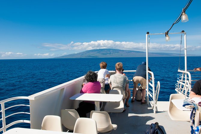 2-Hour Oahu Whale Watch from Ala Wai Harbor, Waikiki - What Makes This Tour Stand Out