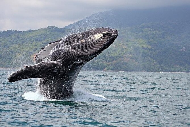 2-Hour Oahu Whale Watch from Ala Wai Harbor, Waikiki - FAQs