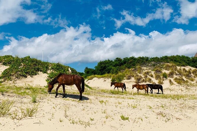 2-hour Outer Banks Wild Horse Tour by 4WD Truck - Who Would Love This Tour?