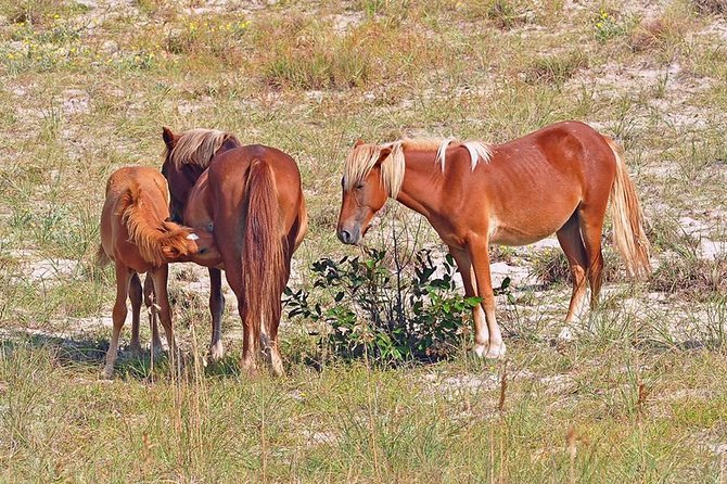 2-hour Outer Banks Wild Horse Tour by 4WD Truck - The Sum Up